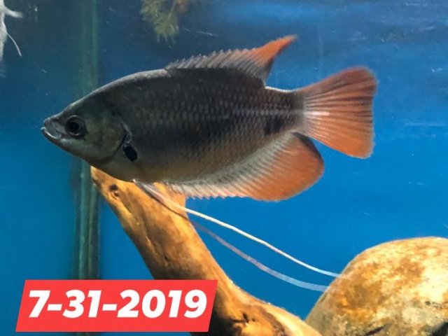 Giant Gourami Red Tail