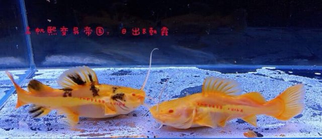 True Albino Rtc | MonsterFishKeepers.com