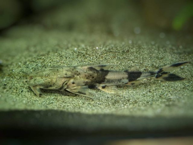 Goonch Catfish (Bagarius) ID and Care Guide 1.01 | MonsterFishKeepers.com