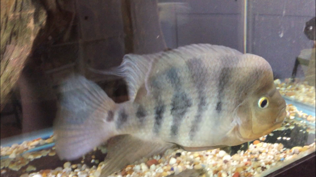 For Trade - Male Pearl Cichlid & male Barred Midas Cichlid ...