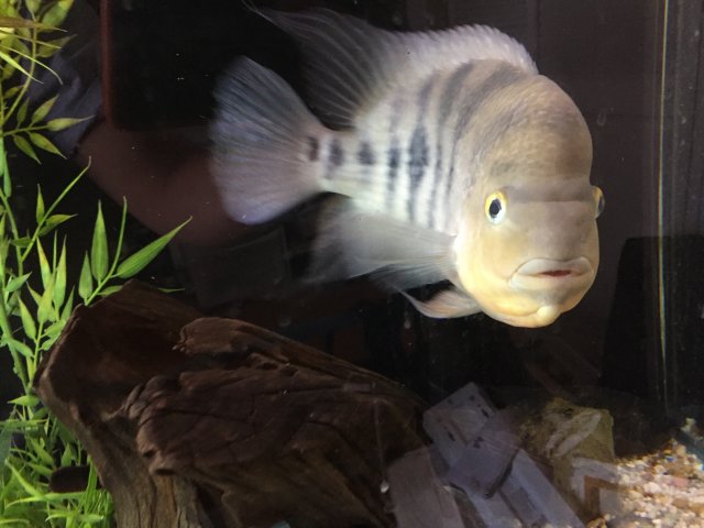 For Trade - Male Pearl Cichlid & male Barred Midas Cichlid ...