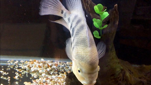 For Trade - Male Pearl Cichlid & male Barred Midas Cichlid ...