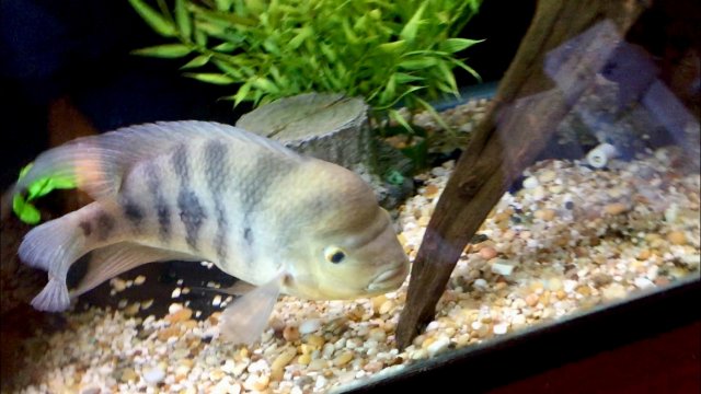 For Trade - Male Pearl Cichlid & male Barred Midas Cichlid ...