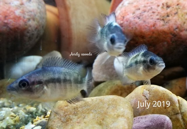 Red Dovii progress pics. | MonsterFishKeepers.com