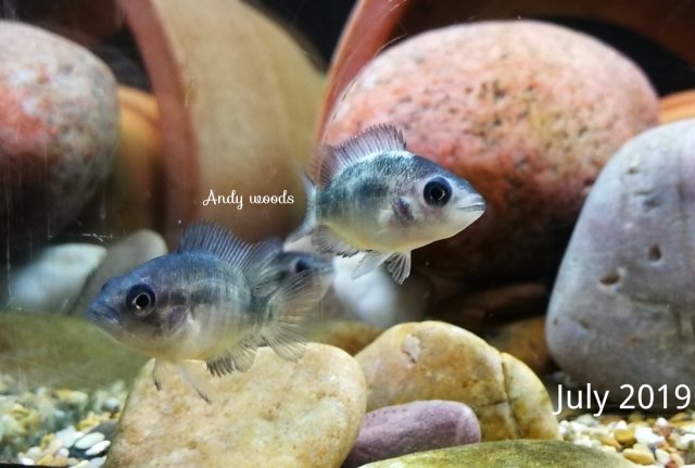 Red Dovii progress pics. | MonsterFishKeepers.com