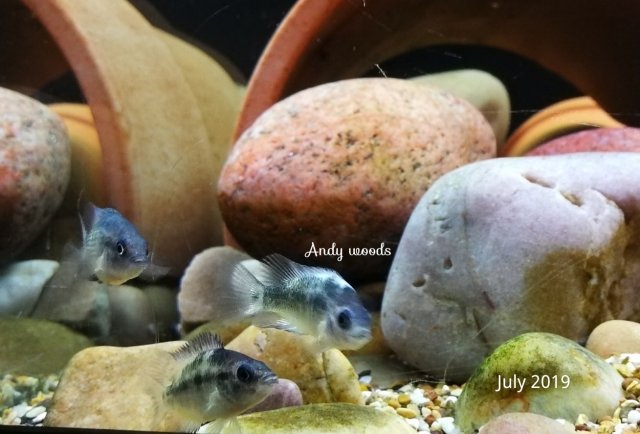 Red Dovii progress pics. | MonsterFishKeepers.com