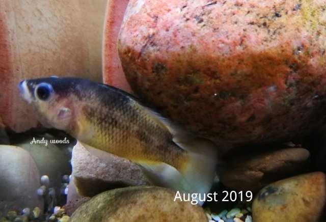 Red Dovii progress pics. | MonsterFishKeepers.com