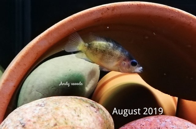 Red Dovii progress pics. | MonsterFishKeepers.com