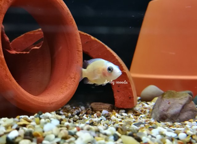 Red Dovii progress pics. | MonsterFishKeepers.com