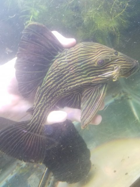 For Sale - 10 inch plus l27 royal pleco | MonsterFishKeepers.com