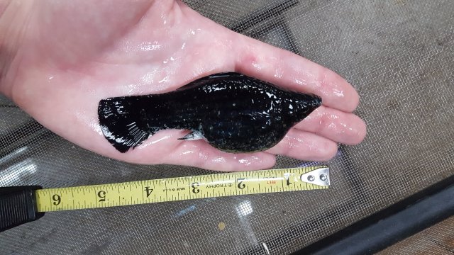 Giant Molly?!?! | MonsterFishKeepers.com