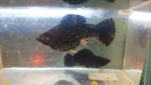 Giant Molly?!?! | MonsterFishKeepers.com