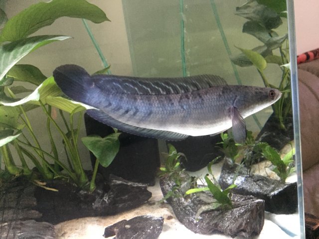 Channa Marulioides blue variant? | MonsterFishKeepers.com