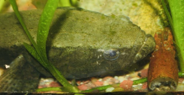 Florida Crested Gobies | MonsterFishKeepers.com