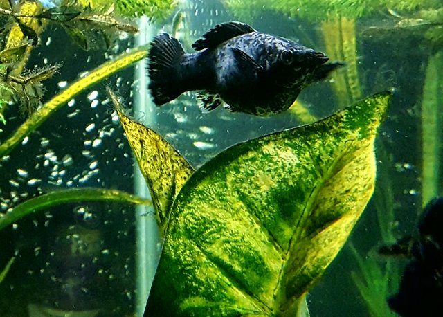 Giant Molly?!?! | MonsterFishKeepers.com
