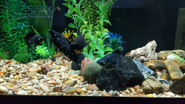 Giant Molly?!?! | MonsterFishKeepers.com