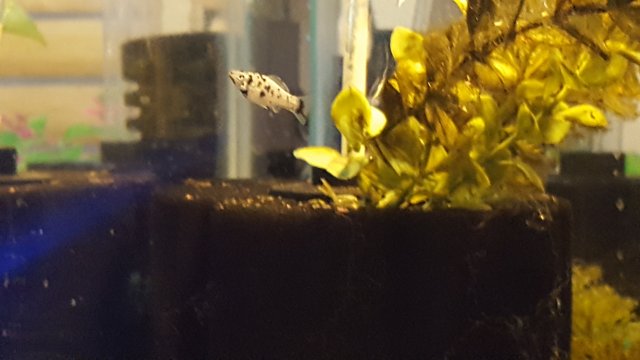 Giant Molly?!?! | MonsterFishKeepers.com