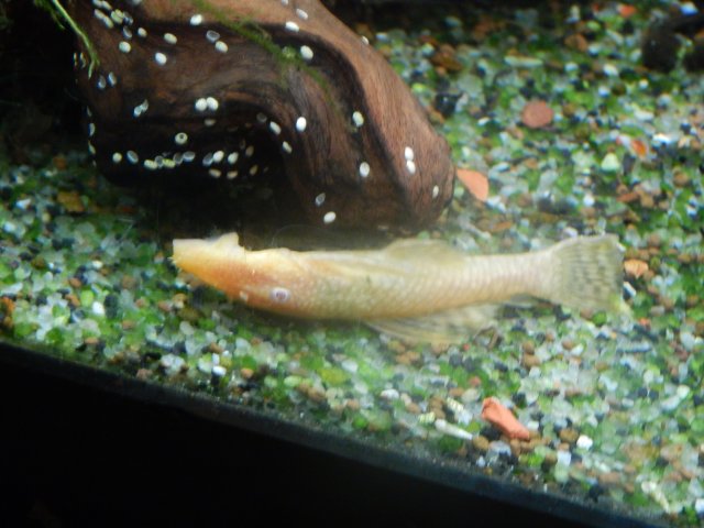 pleco playing dead | MonsterFishKeepers.com