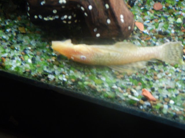 pleco playing dead | MonsterFishKeepers.com