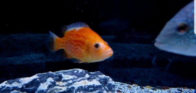 My new red dovii | MonsterFishKeepers.com