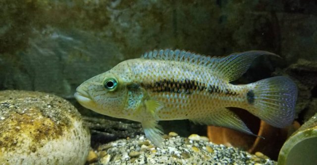 Grammodes Cichlid