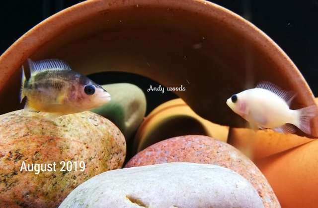 Red Dovii progress pics. | MonsterFishKeepers.com