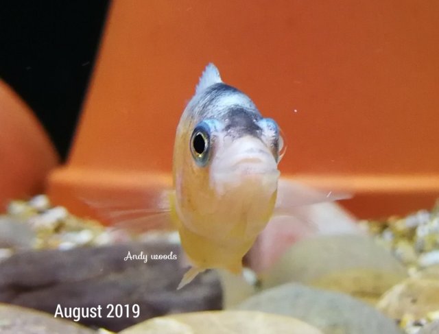 Red Dovii progress pics. | MonsterFishKeepers.com