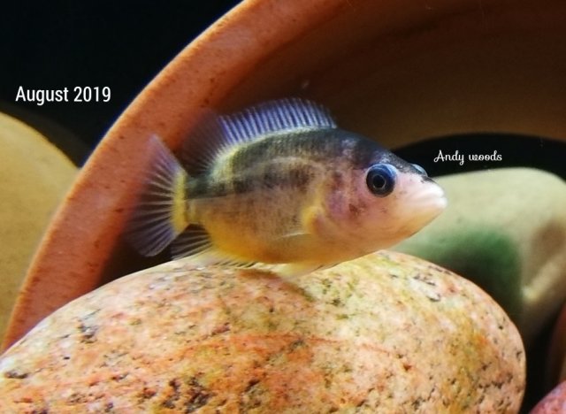 Red Dovii progress pics. | MonsterFishKeepers.com
