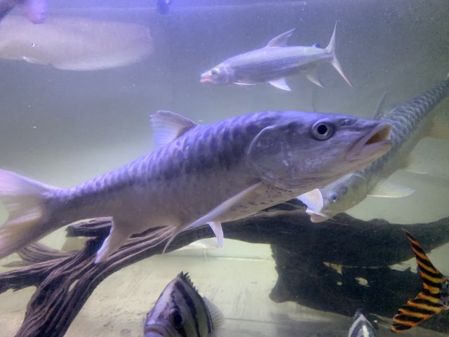 For Sale - Mahseer fish | MonsterFishKeepers.com