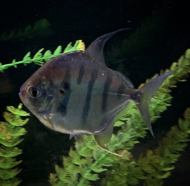 For Sale - THIN BAR SILVER DOLLARS | MonsterFishKeepers.com