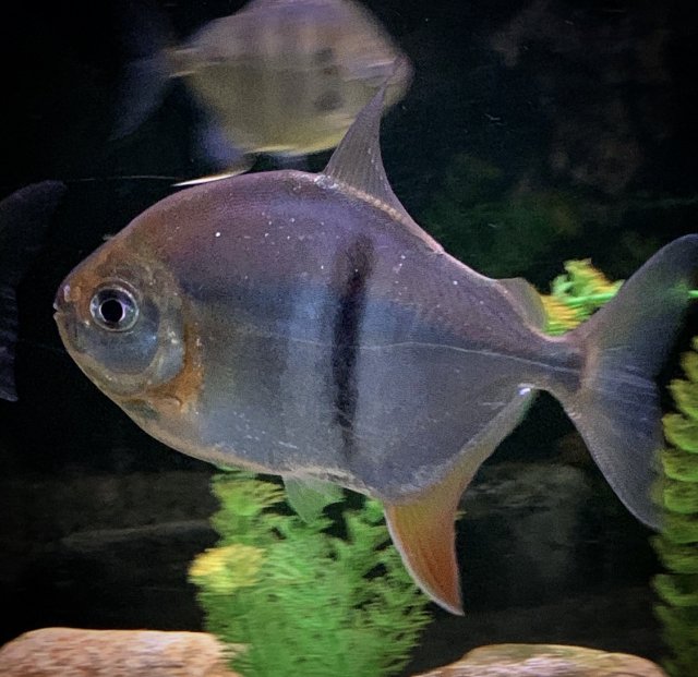 For Sale - THIN BAR SILVER DOLLARS | MonsterFishKeepers.com