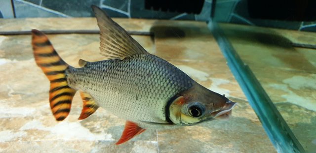 Semaprochilodus kneri | MonsterFishKeepers.com