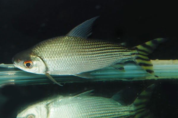 Semaprochilodus kneri | MonsterFishKeepers.com
