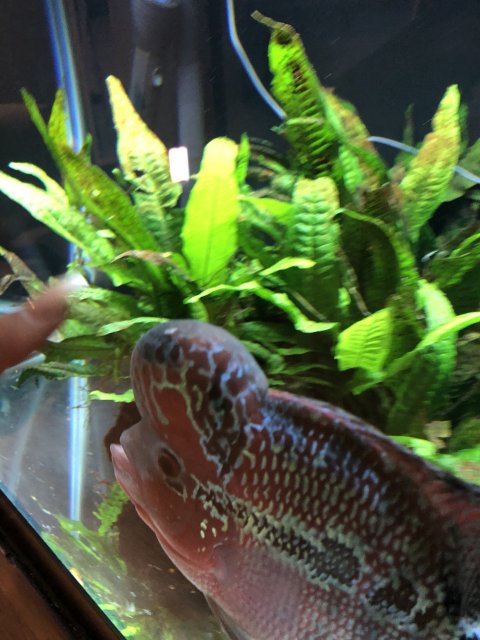 White Scab On Head Please Help | MonsterFishKeepers.com