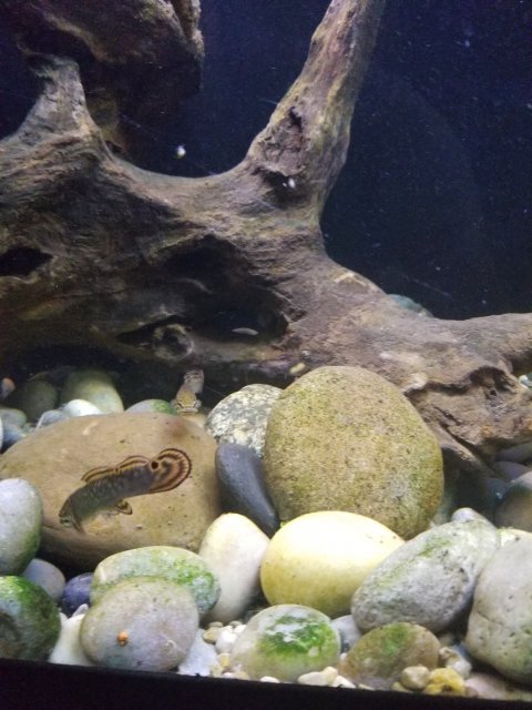 Top 10 Prehistoric Fish Alive Today