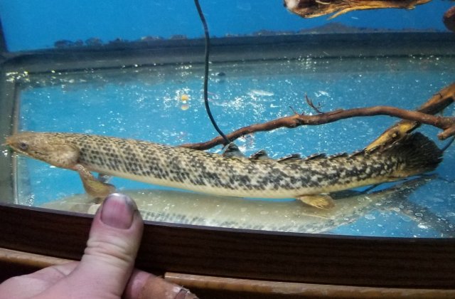 Polypterus Teugelsi 4 Sale
