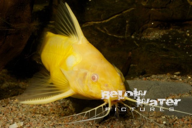 Albino, Leucistic, Xanthic, Melanistic, etc. Fish | MonsterFishKeepers.com