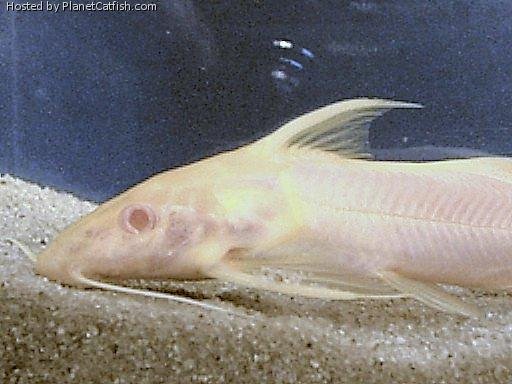 Albino, Leucistic, Xanthic, Melanistic, etc. Fish | MonsterFishKeepers.com