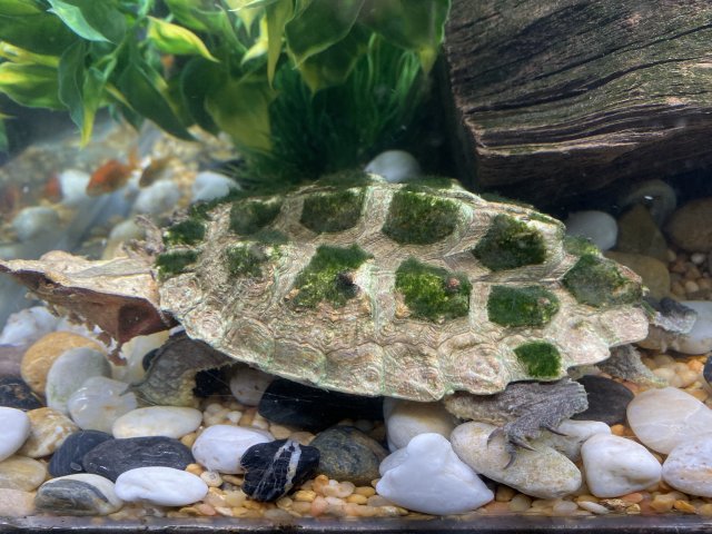 Mata Mata Turtle Eating