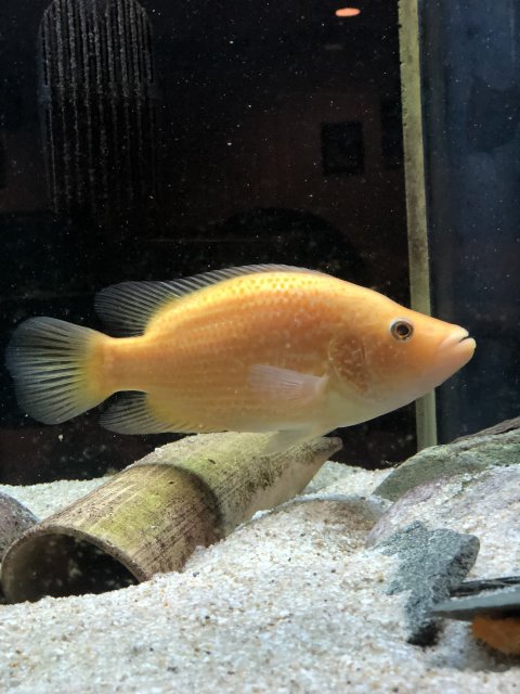 Red (Xanthic) Dovii growth thread | MonsterFishKeepers.com