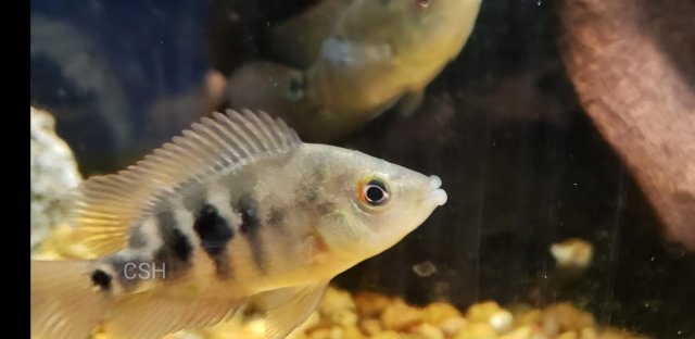 Amphilophus Labiatus