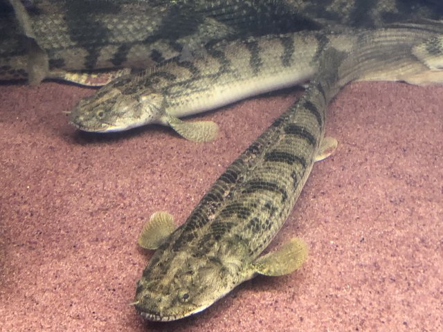 For Sale - Polypterus congicus | Garden Grove, CA | Pick Up Only ...