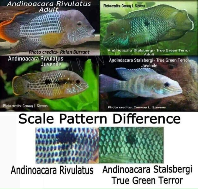 Full Grown Female Green Terror