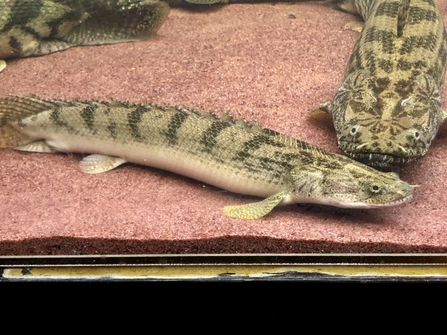 For Sale - Polypterus congicus | Garden Grove, CA | Pick Up Only ...