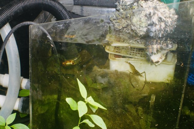 Canister vs. Sump vs. HOB vs. Sponge.... | MonsterFishKeepers.com