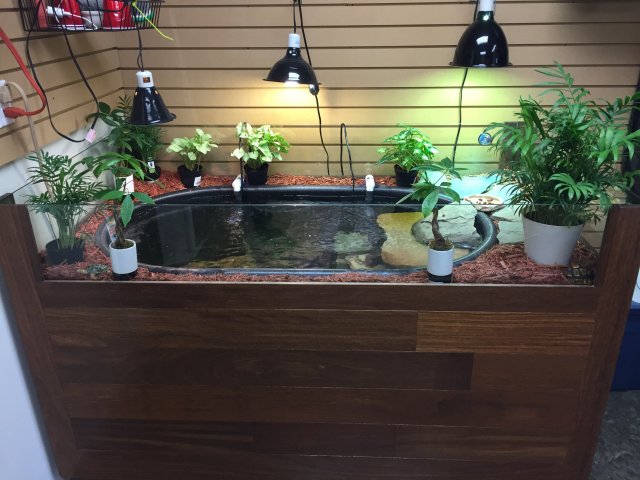 Indoor Turtle Pond