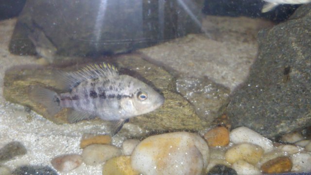 Haitian cichlid pair | MonsterFishKeepers.com