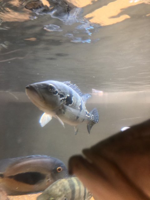 For Sale - Pinima peacock bass 14” | MonsterFishKeepers.com