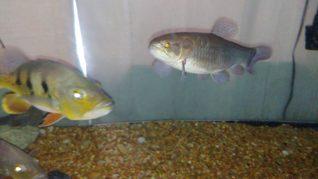 Big gold wolf | MonsterFishKeepers.com