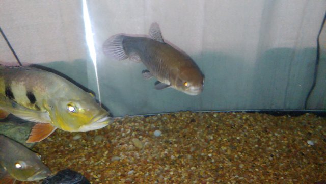 Big gold wolf | MonsterFishKeepers.com